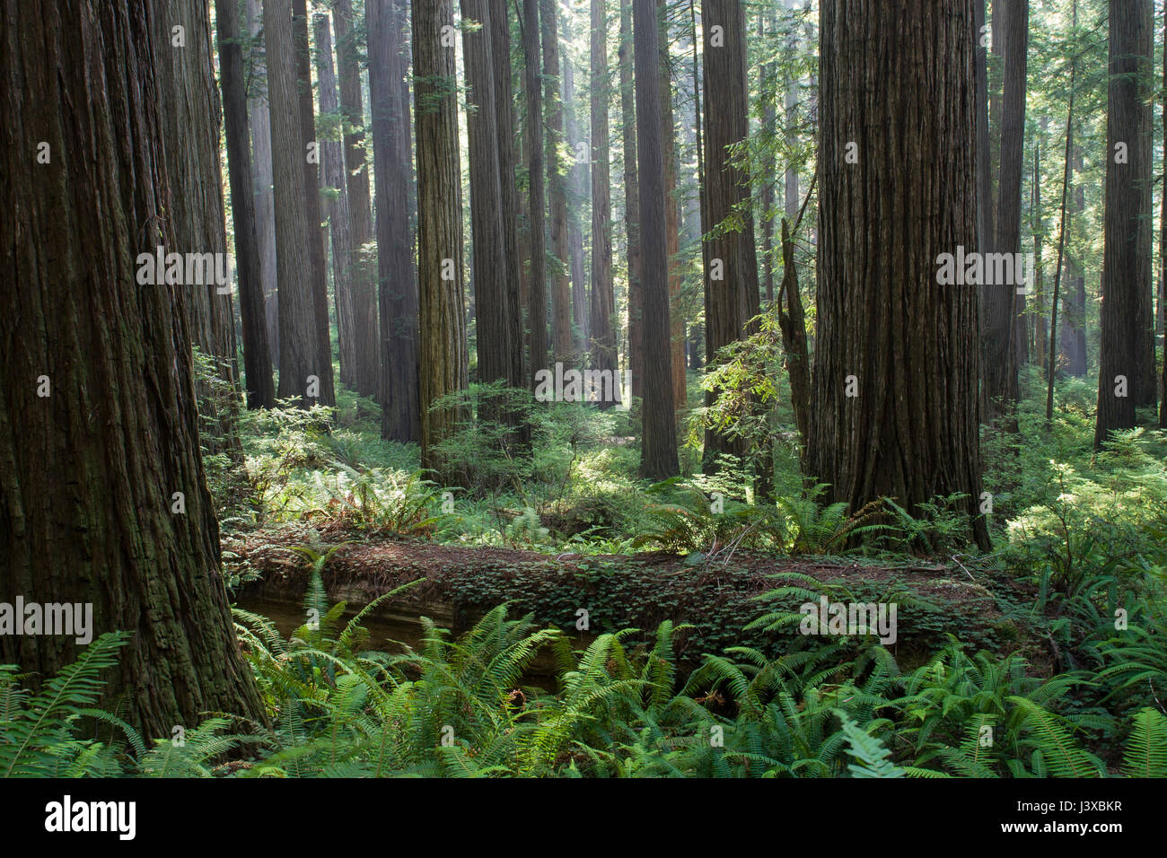 Old growth redwoods hi-res stock photography and images - Alamy