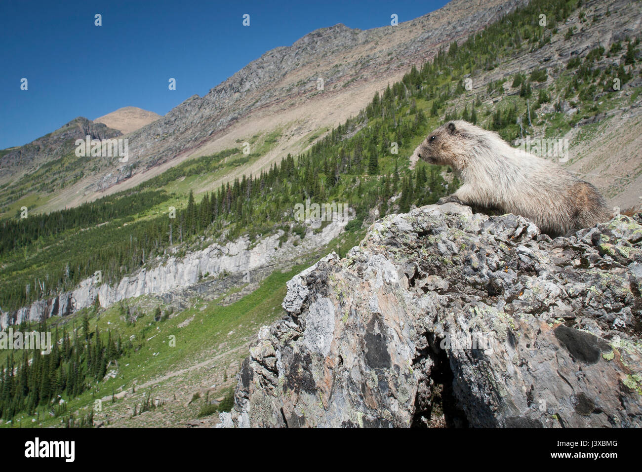 Marmota marmota hi-res stock photography and images - Alamy