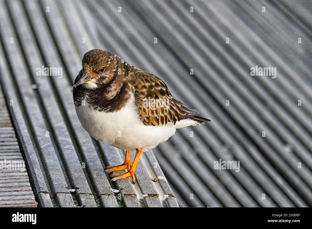 fat bird on the beach taken on the southend pier Stock Photo - Alamy