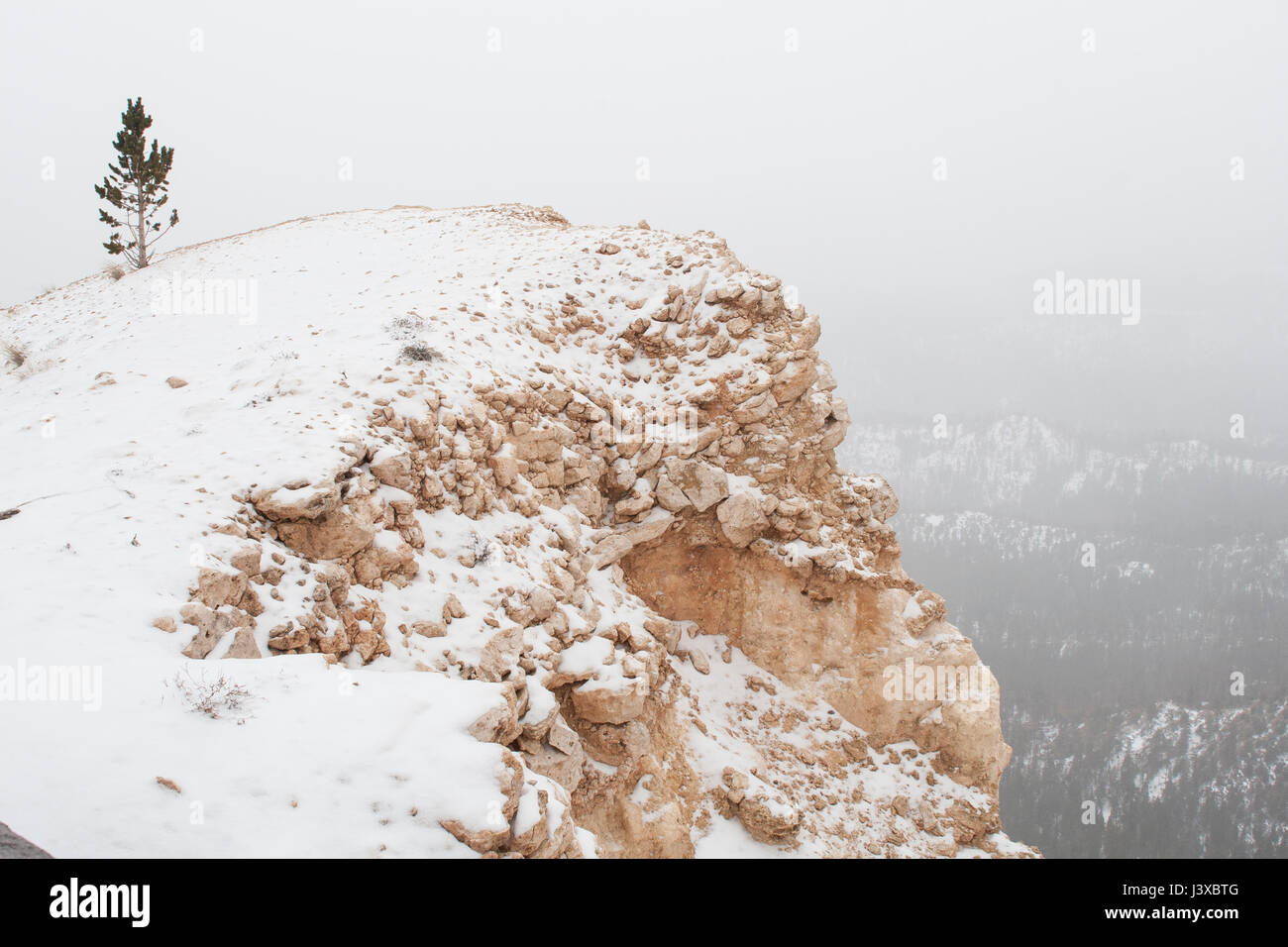 Bristlecone pine (Pinus longaeva) sapling on a snowy ridge. Bryce ...