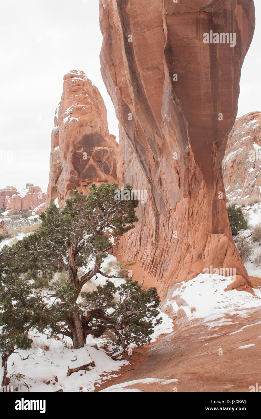 Pine tree arch. Arches National Park, Utah, USA Stock Photo - Alamy