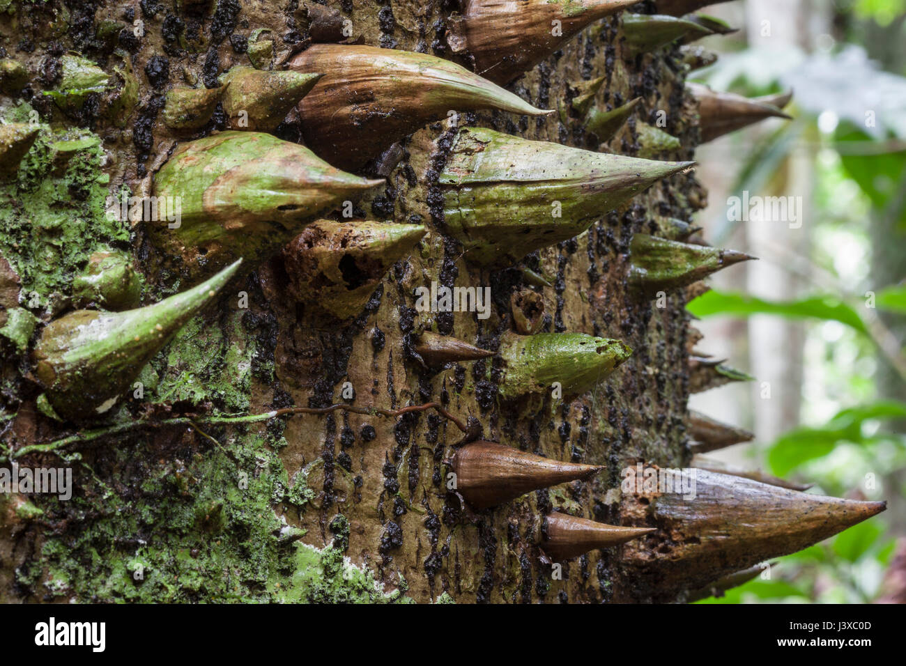 Close-up of a tree trunk's bark covered in sharp thorns. Peruvian ...