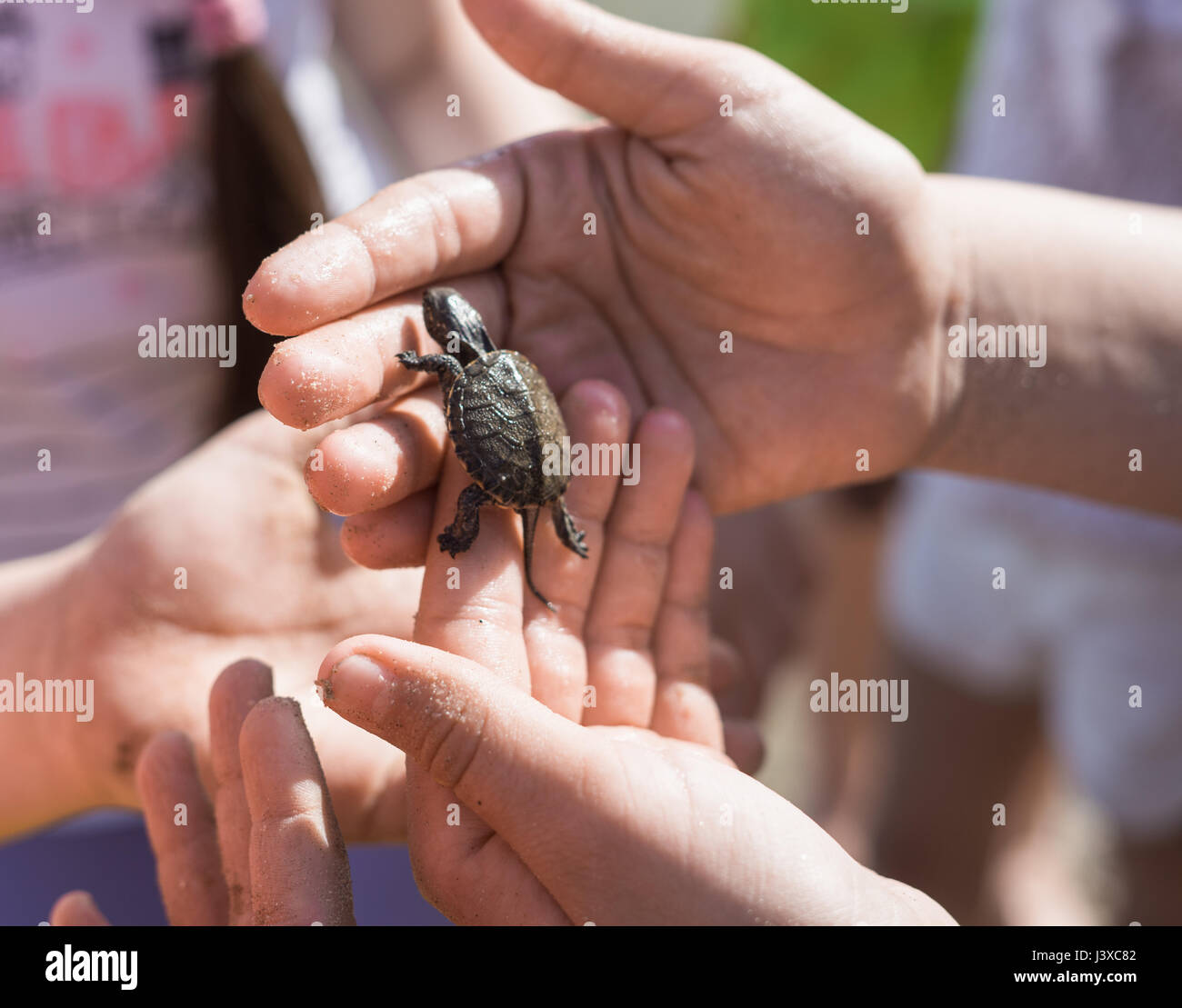Cute baby turtle hi-res stock photography and images - Alamy