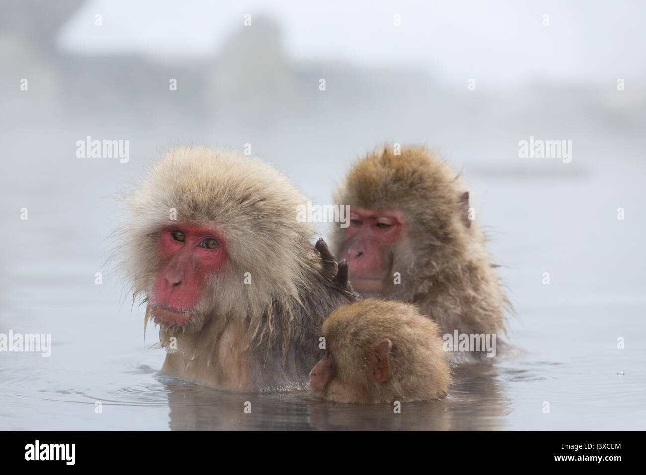 Japanese snow monkeys soaking in hot springs Stock Photo - Alamy