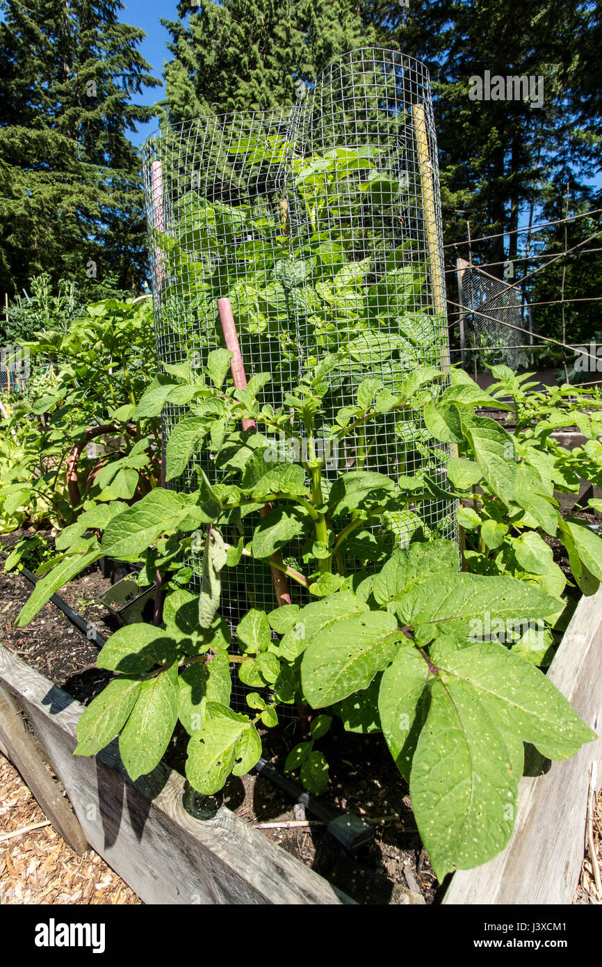 Potato cage hi-res stock photography and images - Alamy
