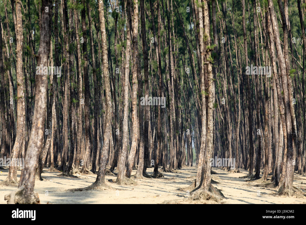 Tamarisk trees (jhau) on the popular holiday destination in cox's Bazar ...