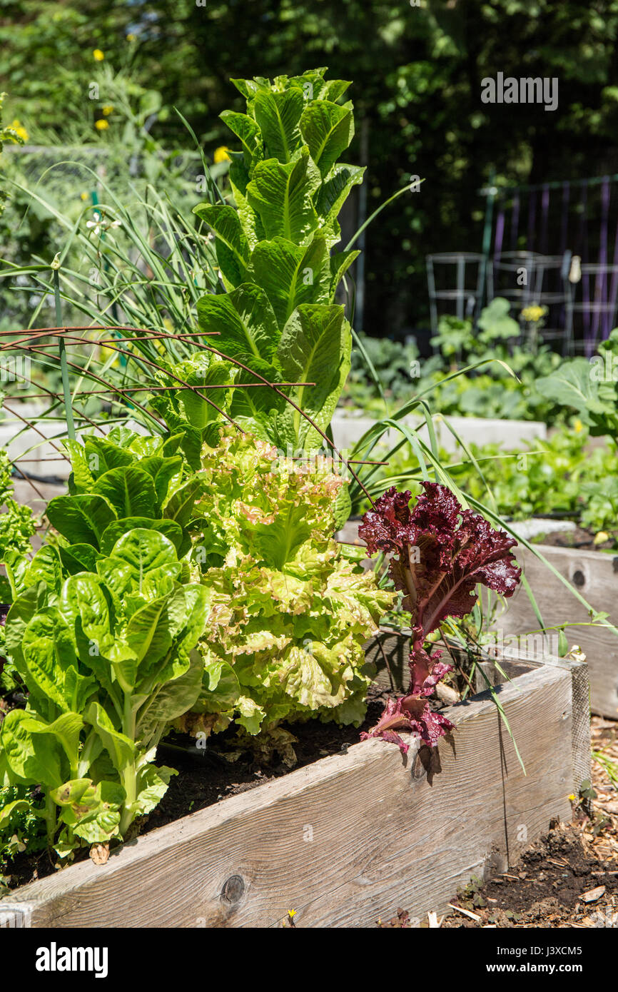 Various kinds of over-wintered lettuce in a spring vegetable garden in ...
