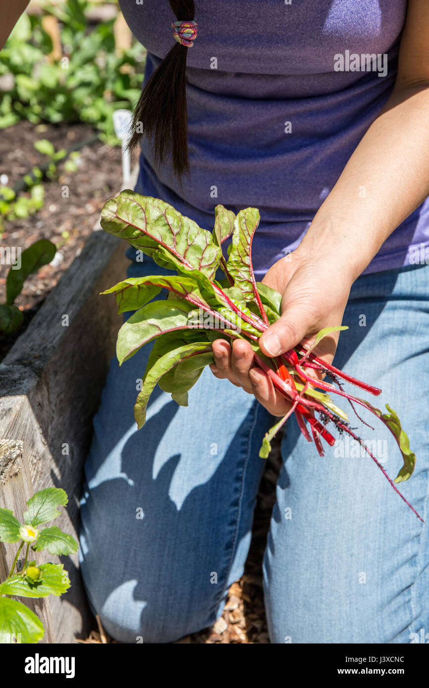 Swiss chard post harvest hi-res stock photography and images - Alamy