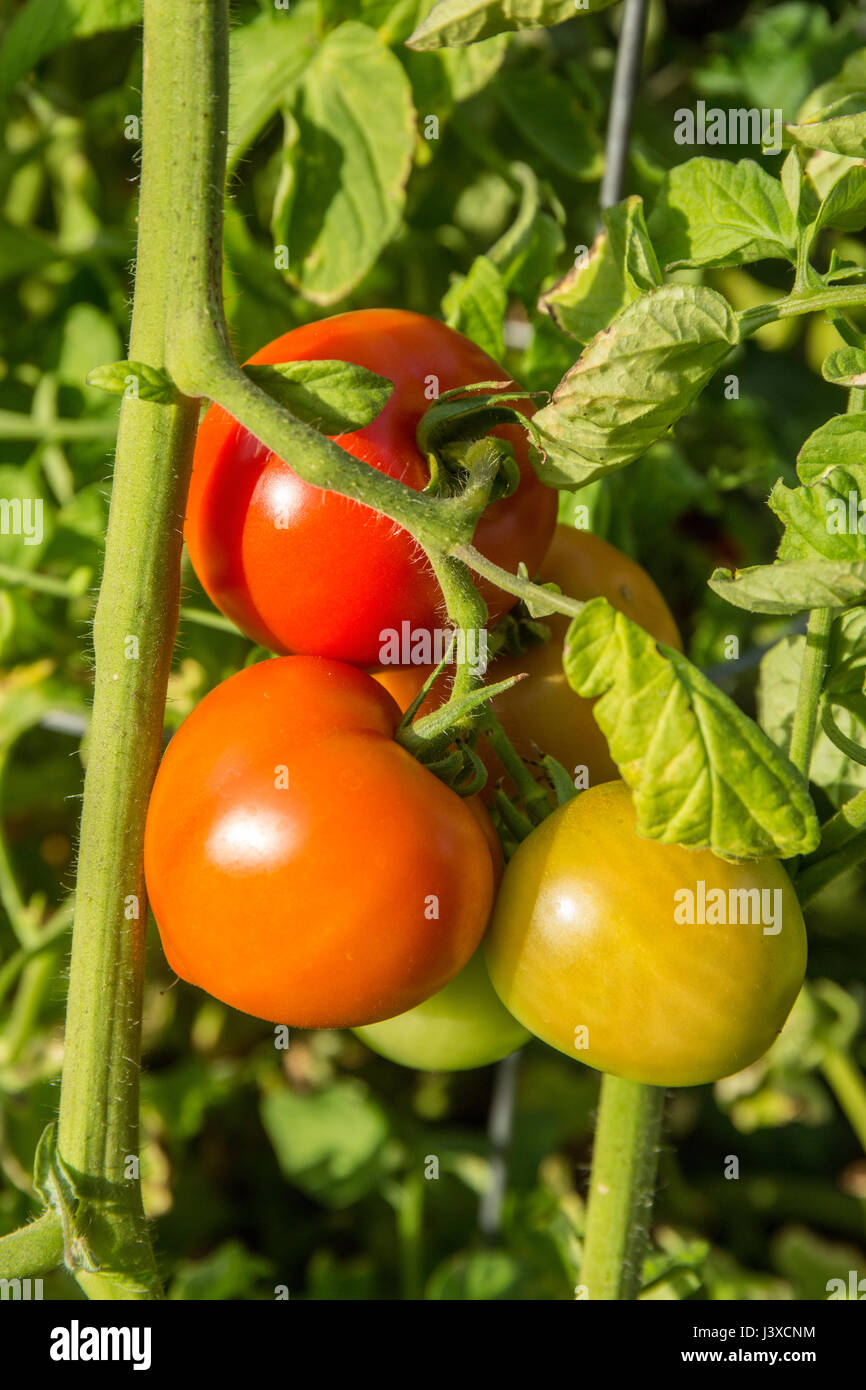 Tomatoes of various stages of ripeness growing on a vine in Issaquah ...