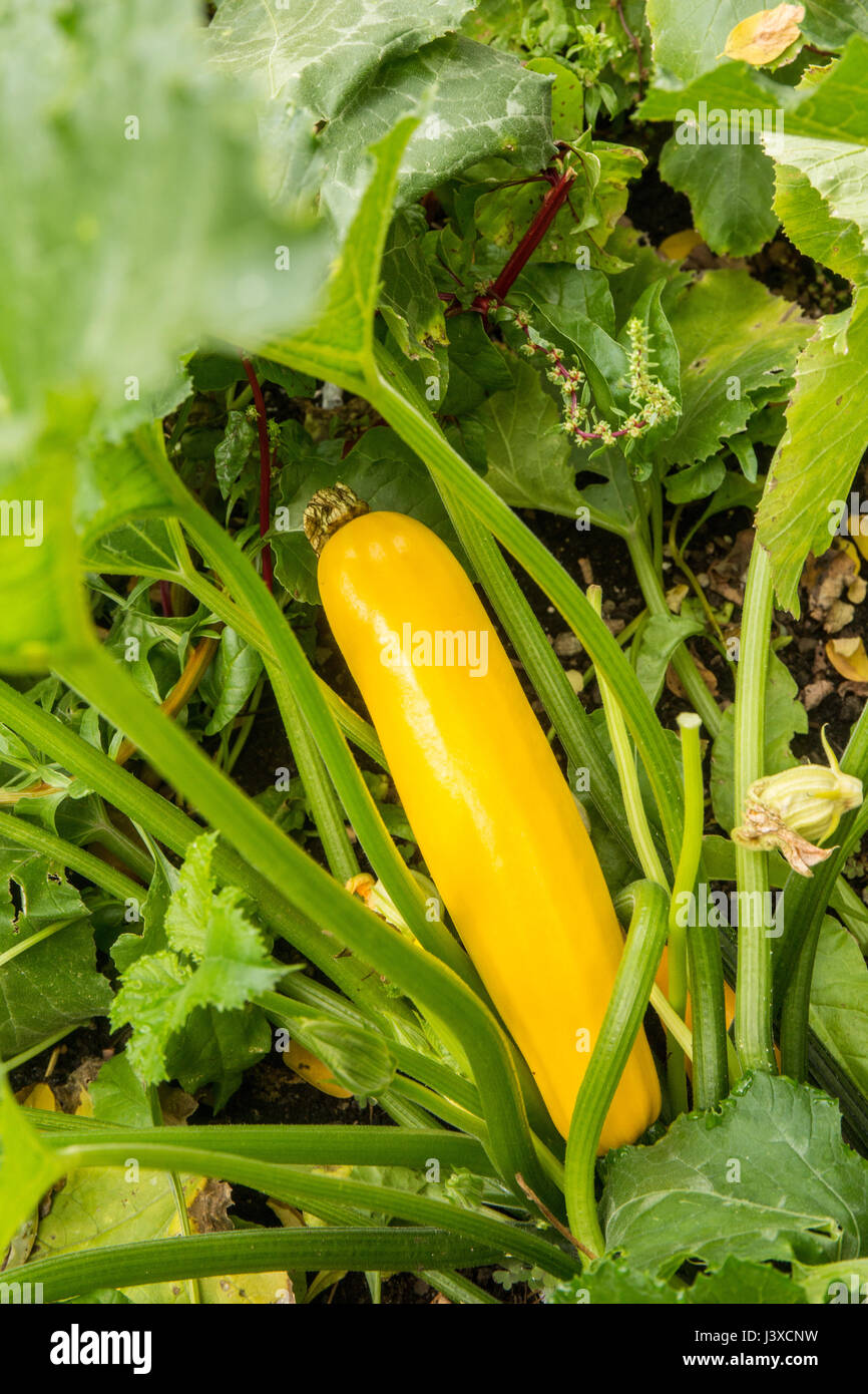 Yellow summer squash hi-res stock photography and images - Alamy