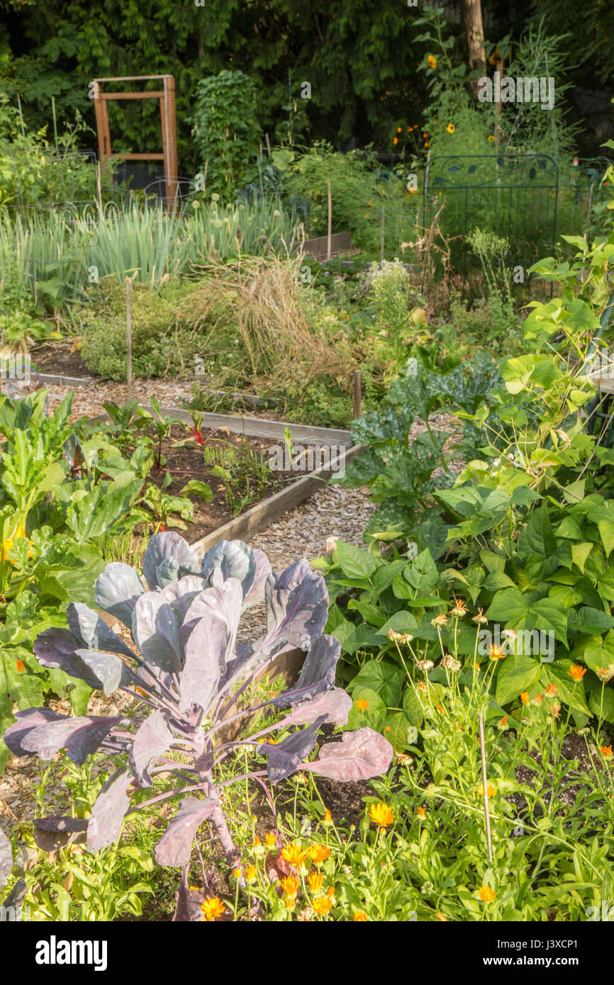 Community garden scenic with Mammoth Red Rock cabbage growing in the ...