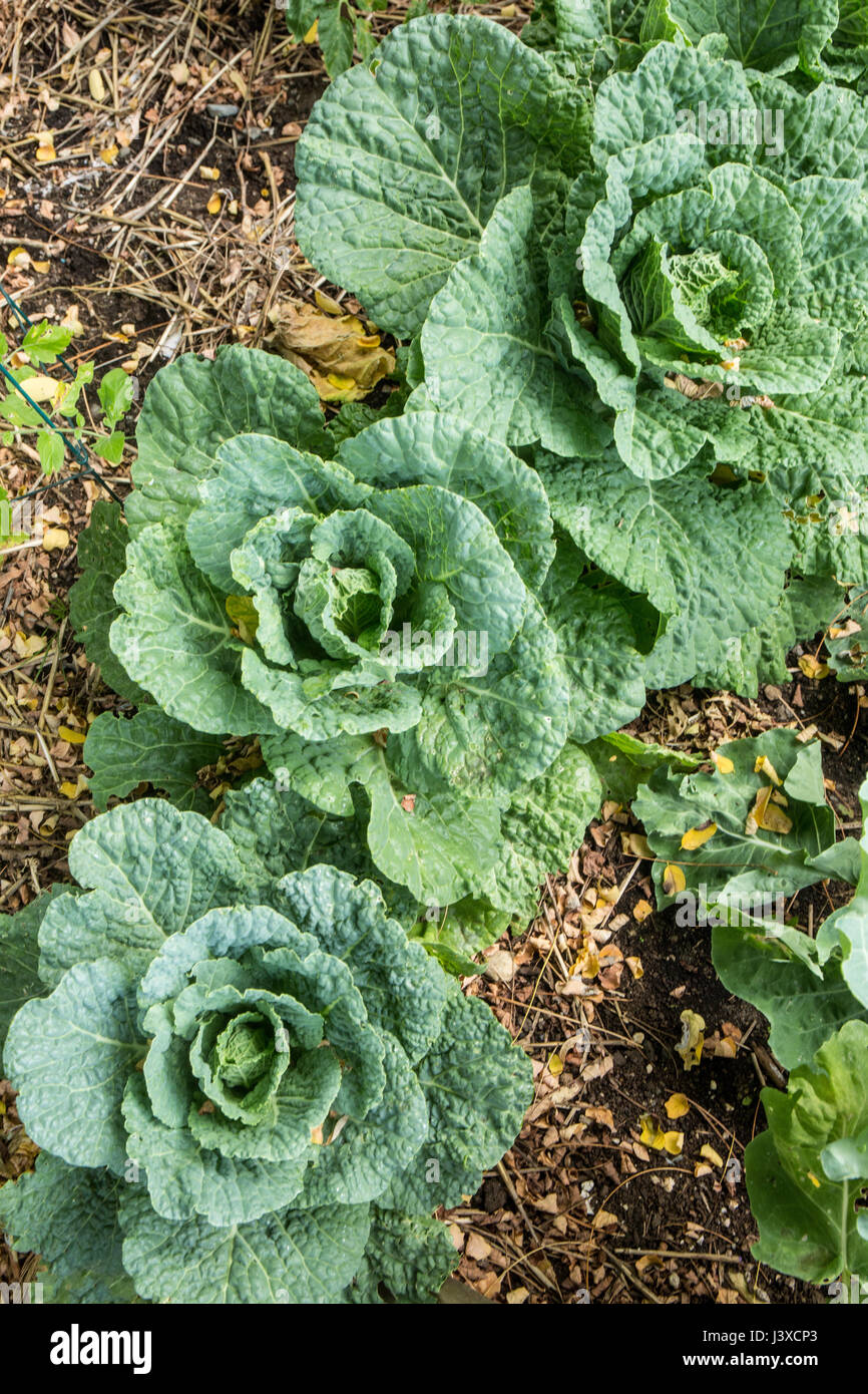 Cabbage growing in Issaquah, Washington, USA Stock Photo - Alamy
