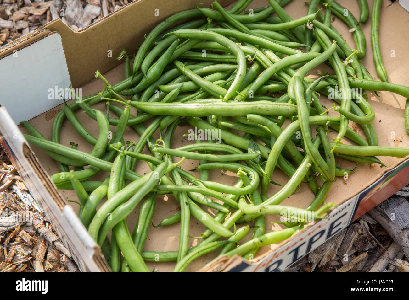 Box of harvested green beans in Issaquah, Washington, USA Stock Photo ...