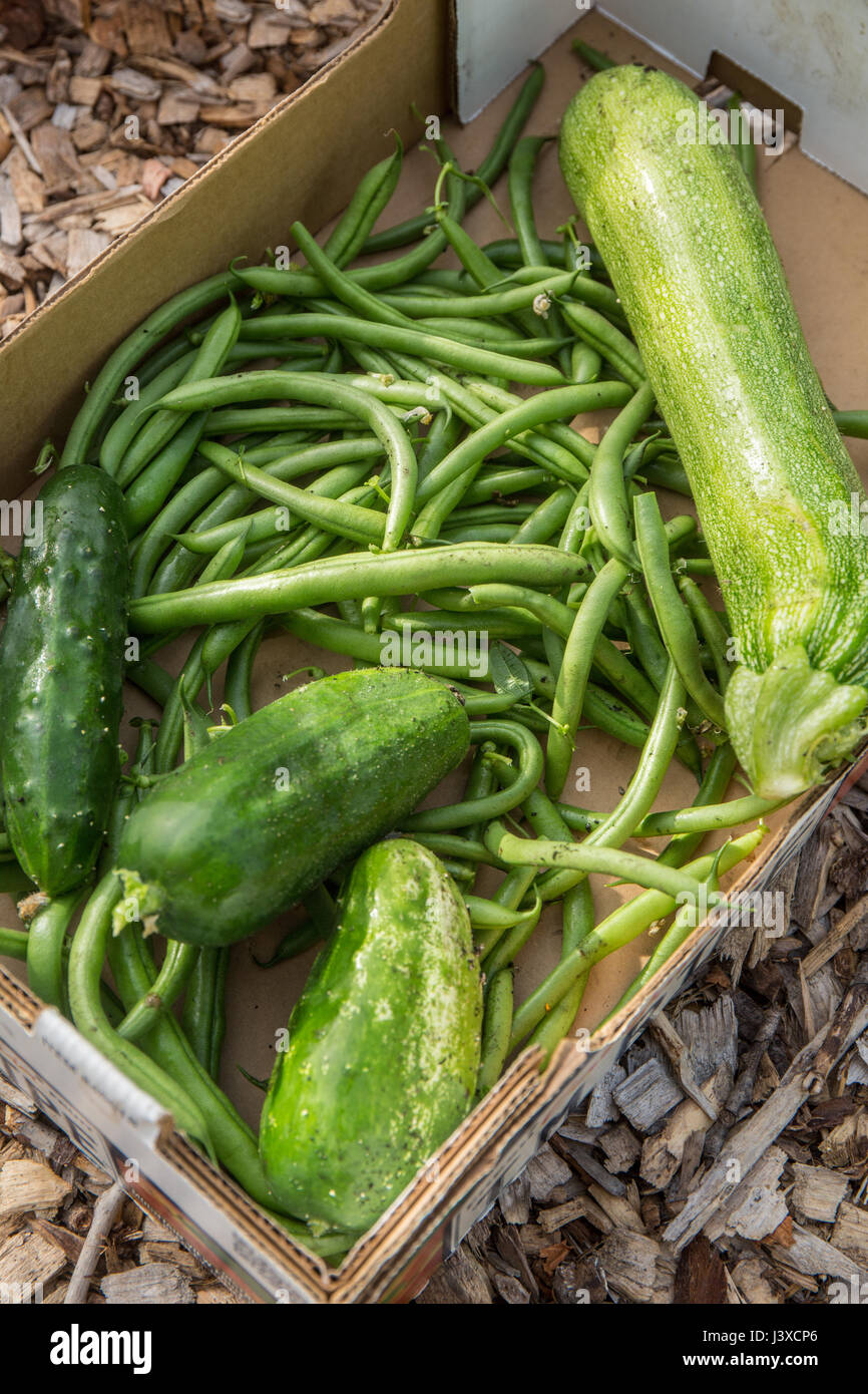 Box of freshly harvested green beans, cucumbers and green zucchini in ...