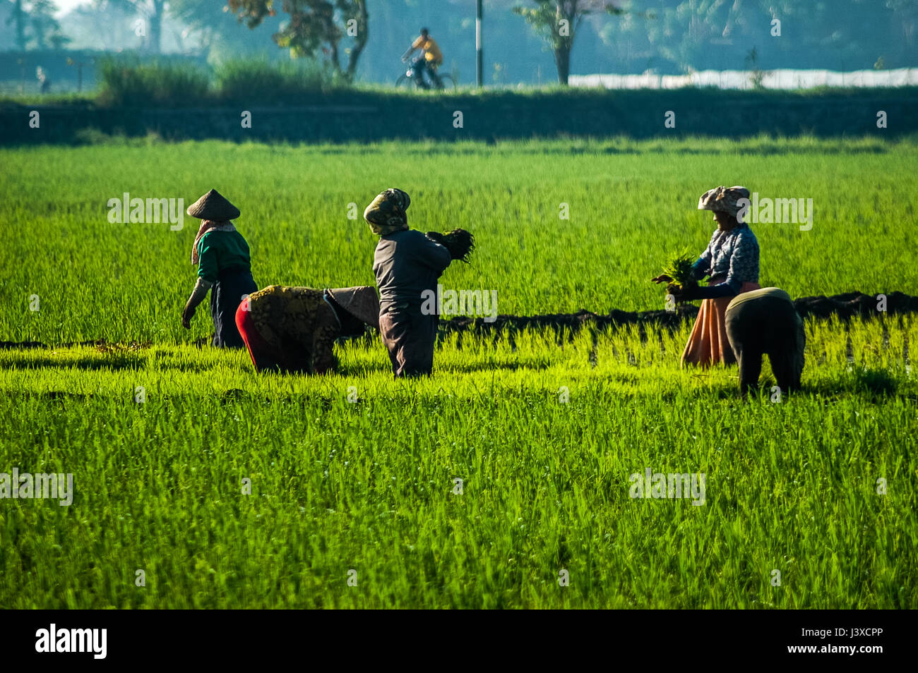 Women farmers working on a paddy field in Bandung, West Java, Indonesia ...
