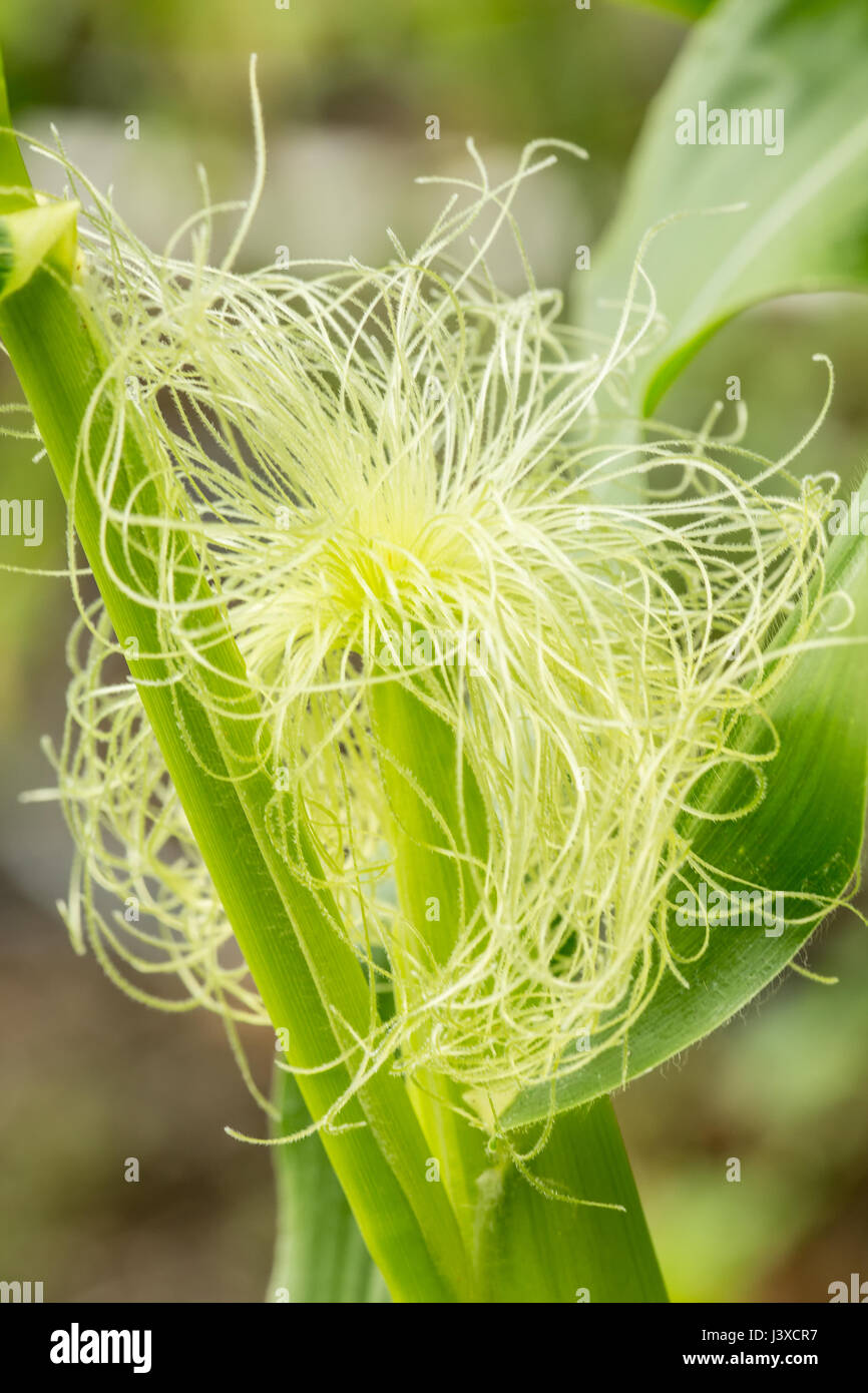 An ear of unripe corn growing in Issaquah, Washington, USA. Corn is ...