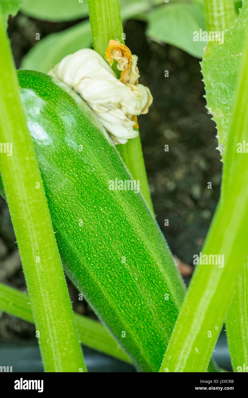 Zucchini plant hi-res stock photography and images - Alamy