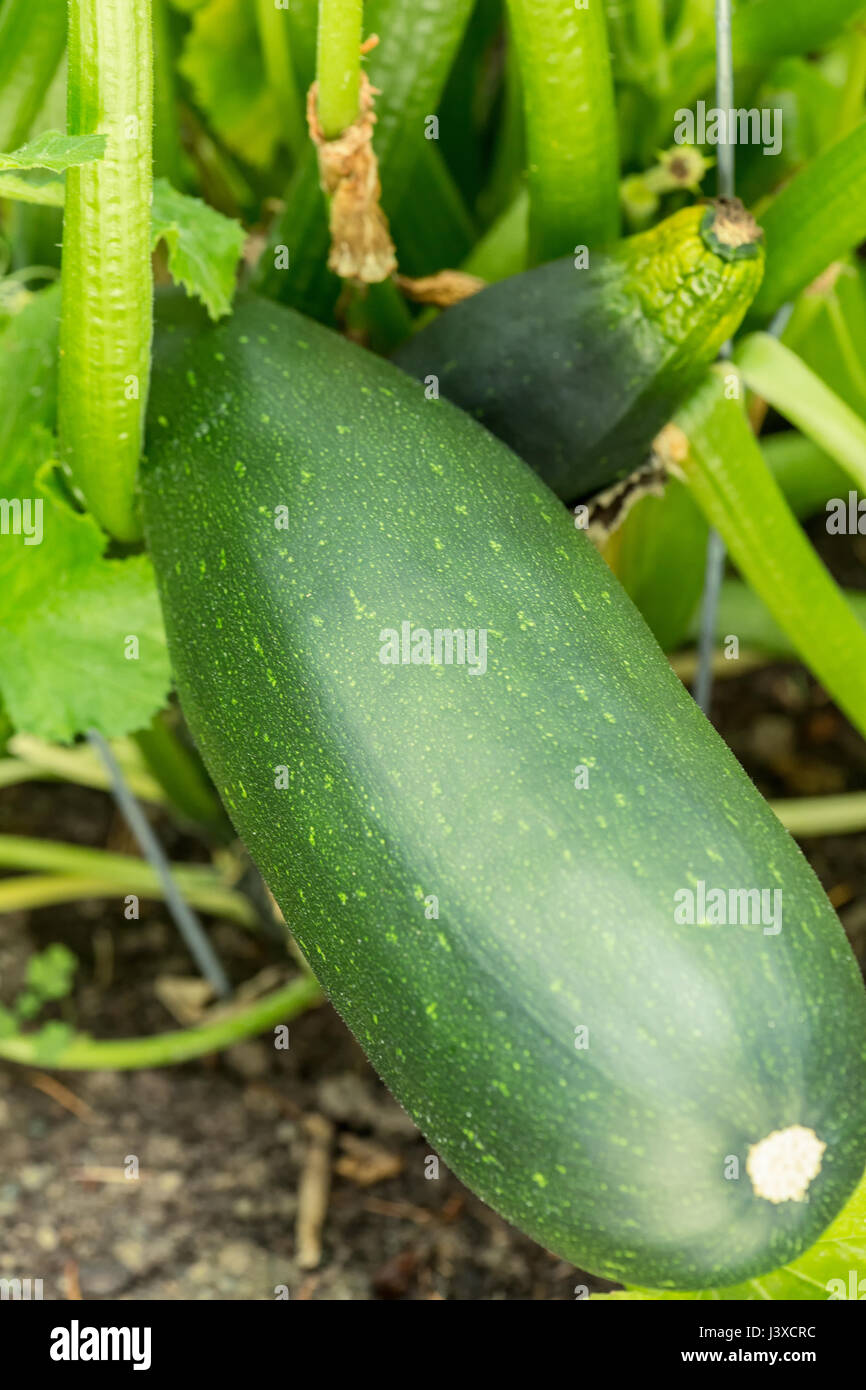 Ripe Green Zucchini plant growing and ready to be harvested in Issaquah ...