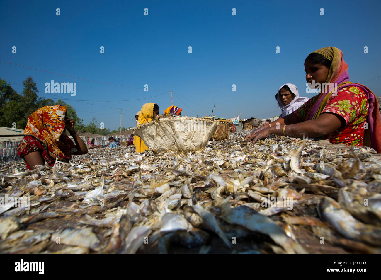 Workers processing fish to be dried at Nazirartek Dry Fish Plant in Cox ...