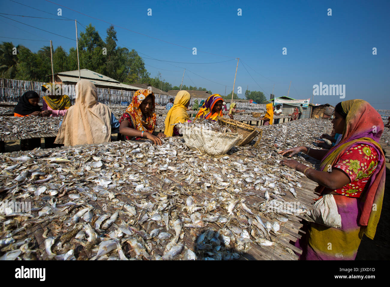 Workers processing fish to be dried at Nazirartek Dry Fish Plant in Cox ...