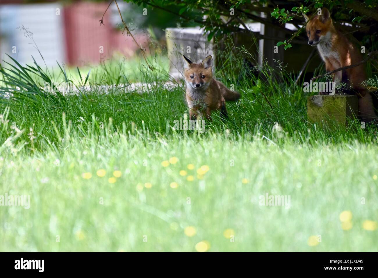 Baby red fox (Vulpes vulpes) also knows as kits or pups Stock Photo - Alamy