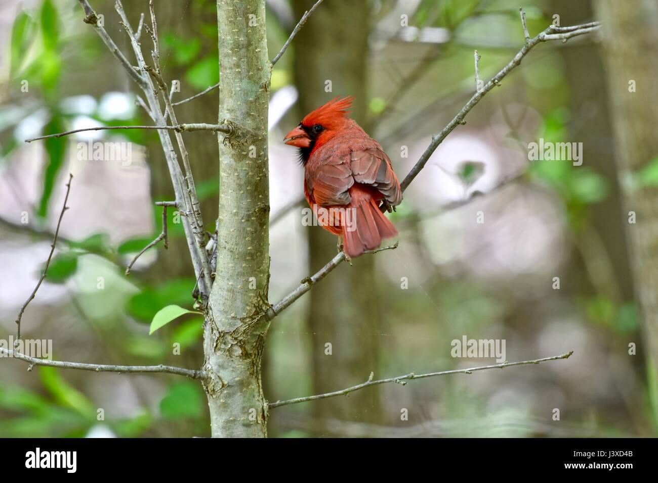 Cardinal (Cardinalidae) perched on a tree branch Stock Photo - Alamy