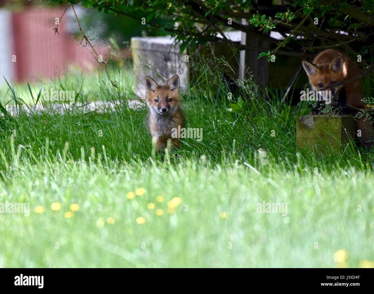 Maryland, USA - May 07, 2017: Red fox kits (Vulpes vulpes) hiding under ...