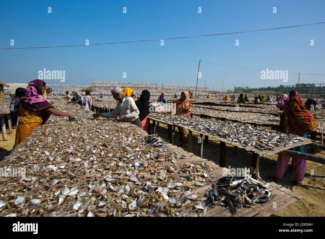 Workers processing fish to be dried at Nazirartek Dry Fish Plant in Cox ...