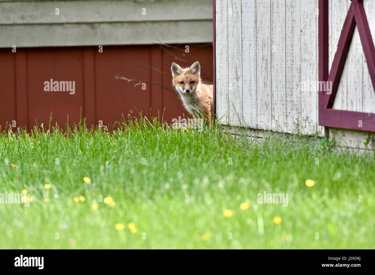 Maryland, USA - May 07, 2017: Red fox kit (Vulpes vulpes) exploring a ...