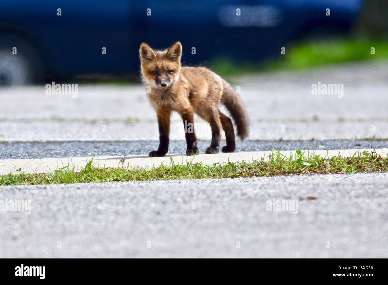 Maryland, USA - May 07, 2017: Red fox kit (Vulpes vulpes) crossing an ...