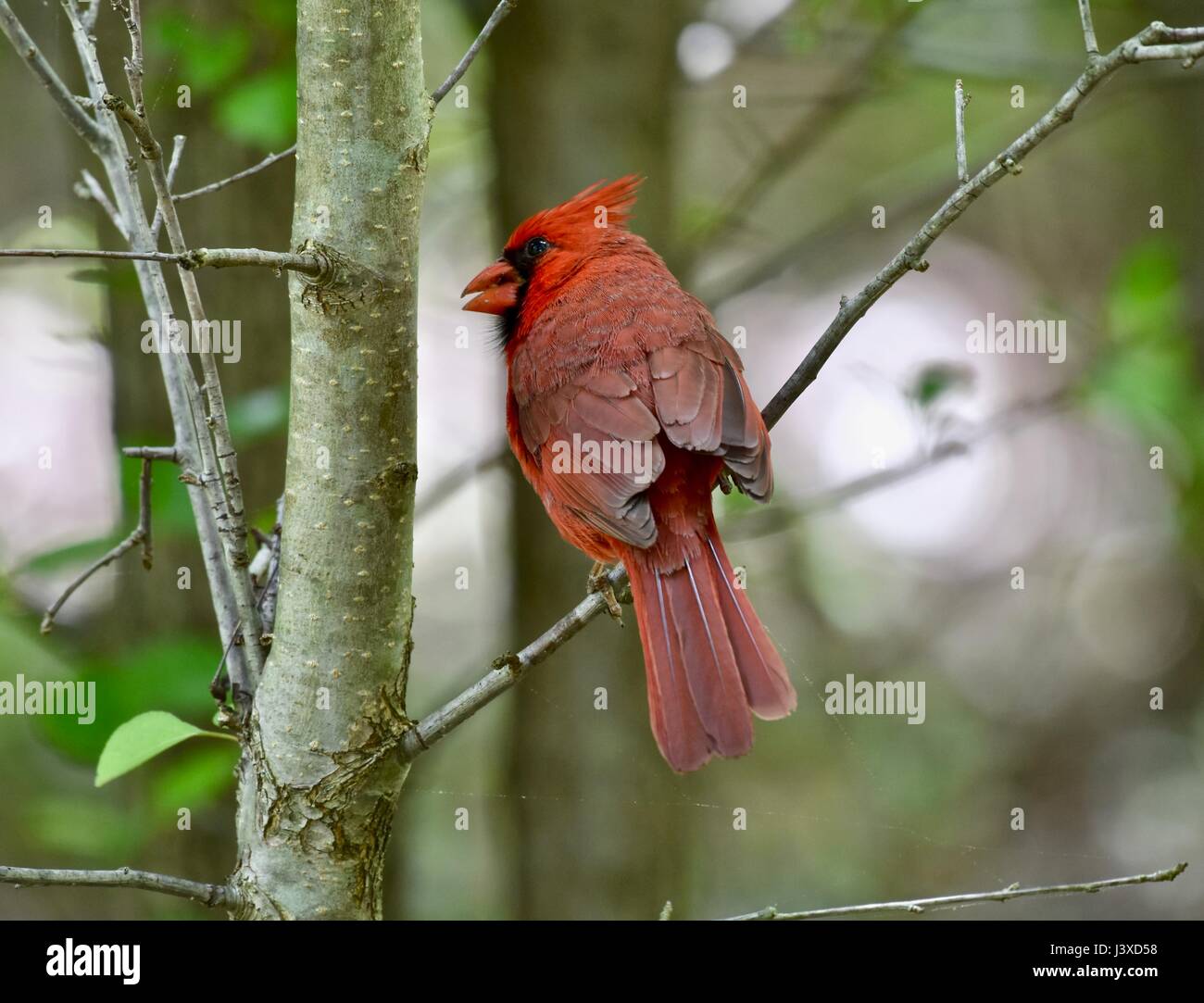 Cardinal (Cardinalidae) perched on a tree branch Stock Photo - Alamy