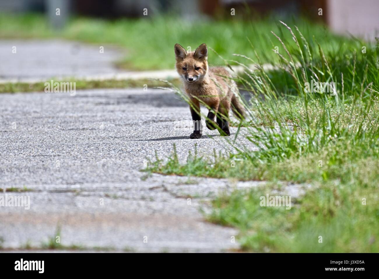 Maryland, USA - May 07, 2017: Red fox kit (Vulpes vulpes) crossing an ...