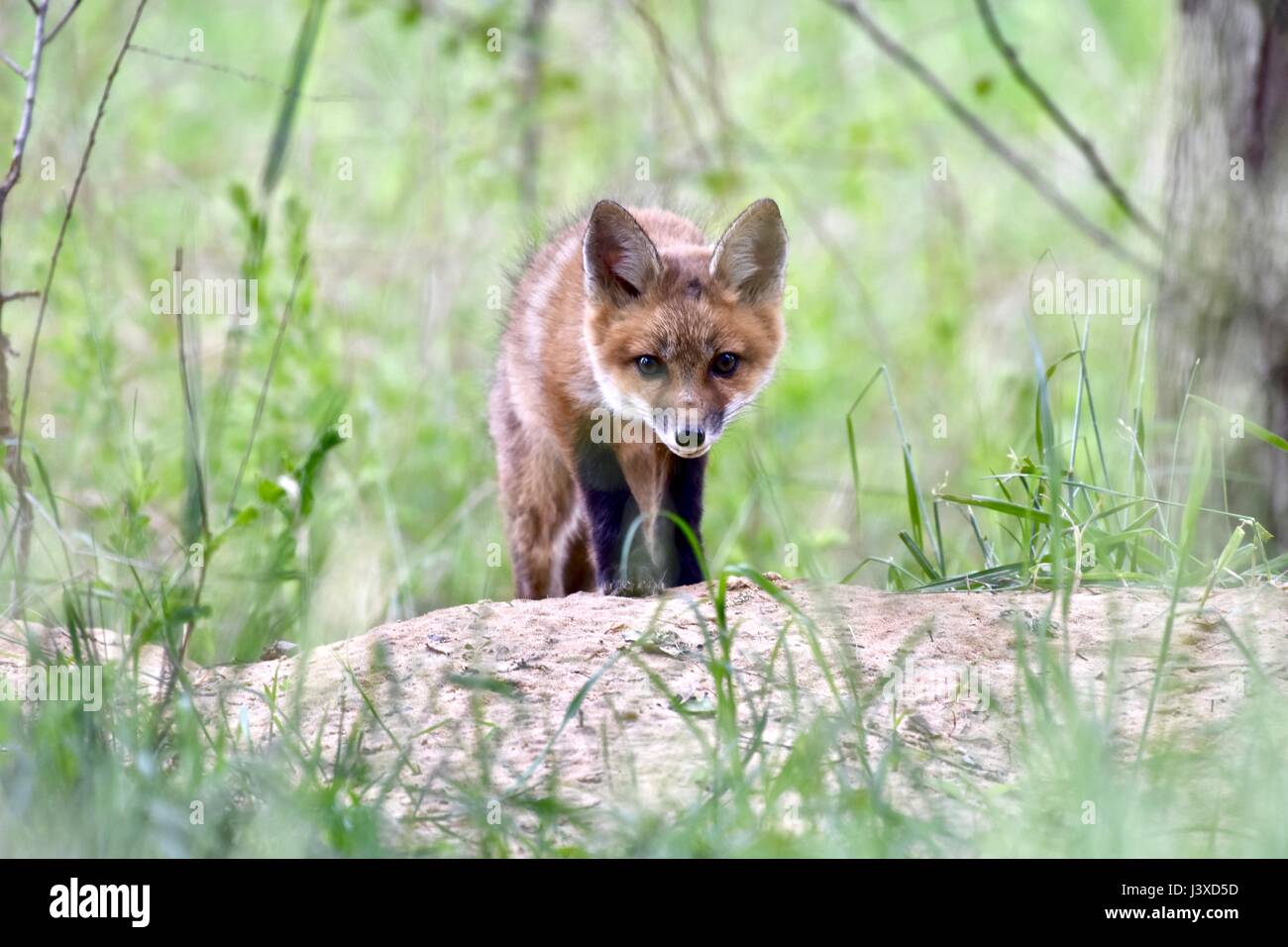 Maryland, USA - May 07, 2017: Red fox kit (Vulpes vulpes) emerging from ...