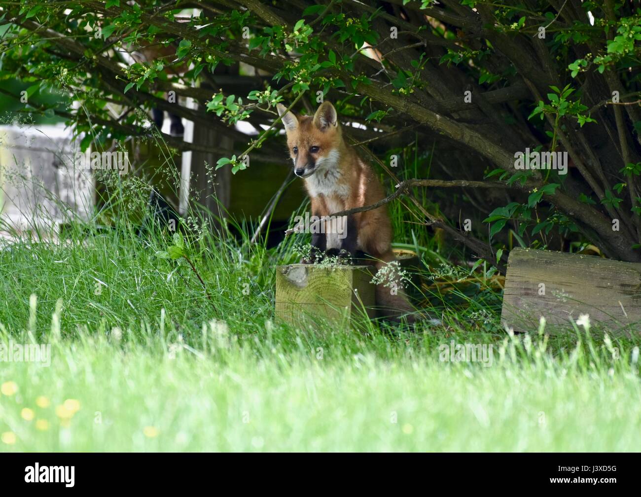 Maryland, USA - May 07, 2017: Red fox kit (Vulpes vulpes) hiding under ...