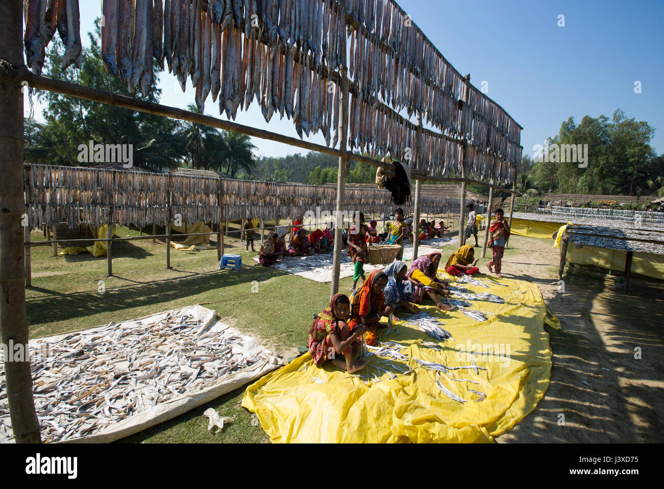 Workers processing fish to be dried at Nazirartek Dry Fish Plant in Cox ...