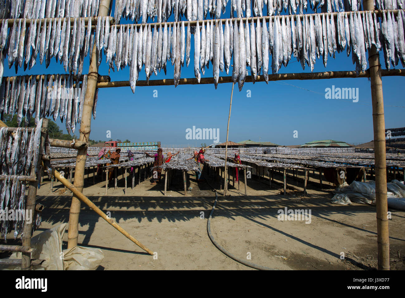 Workers processing fish to be dried at Nazirartek Dry Fish Plant in Cox ...