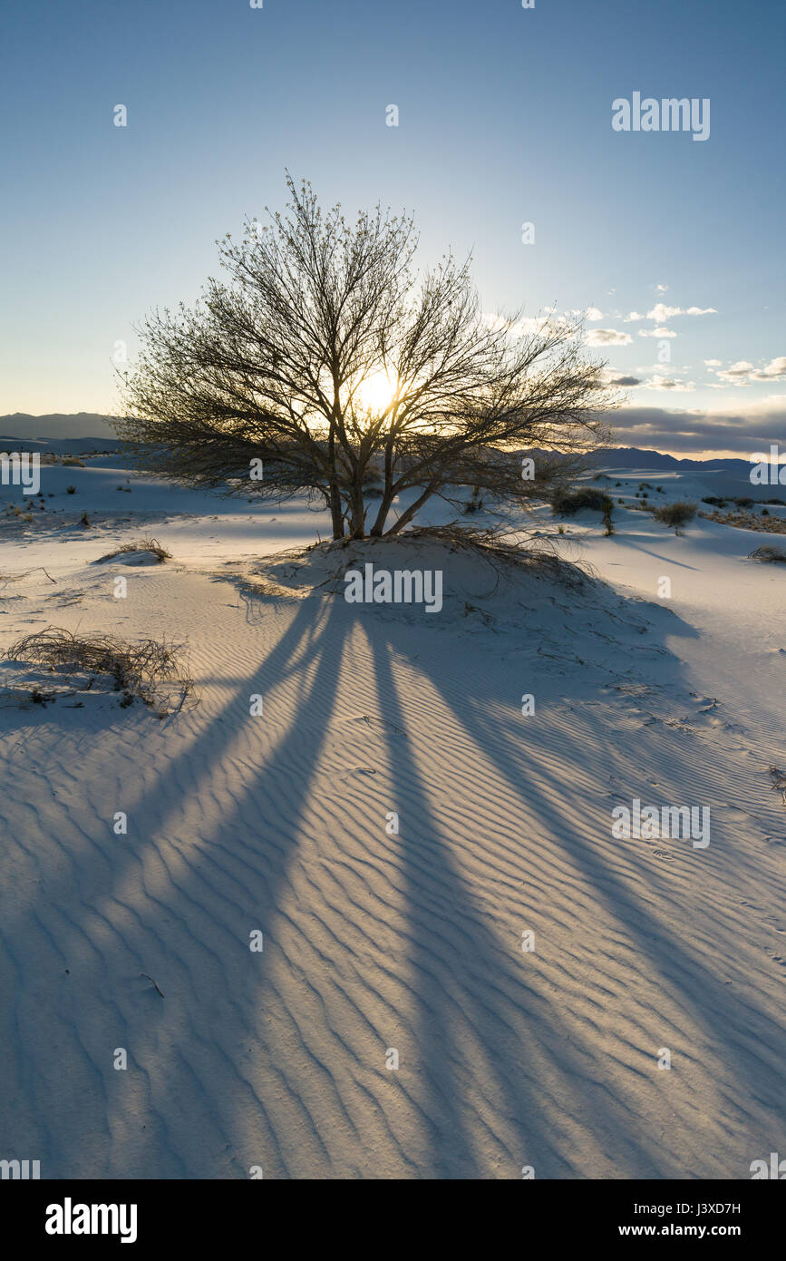 Tree branches casting shadow hi-res stock photography and images - Alamy