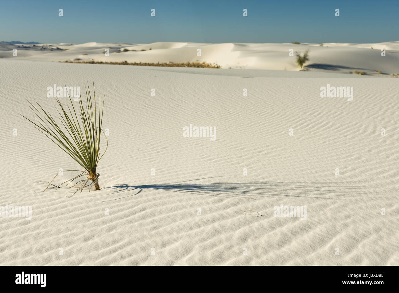 Soaptree Yucca (Yucca elata) in a sand dune in early morning light ...