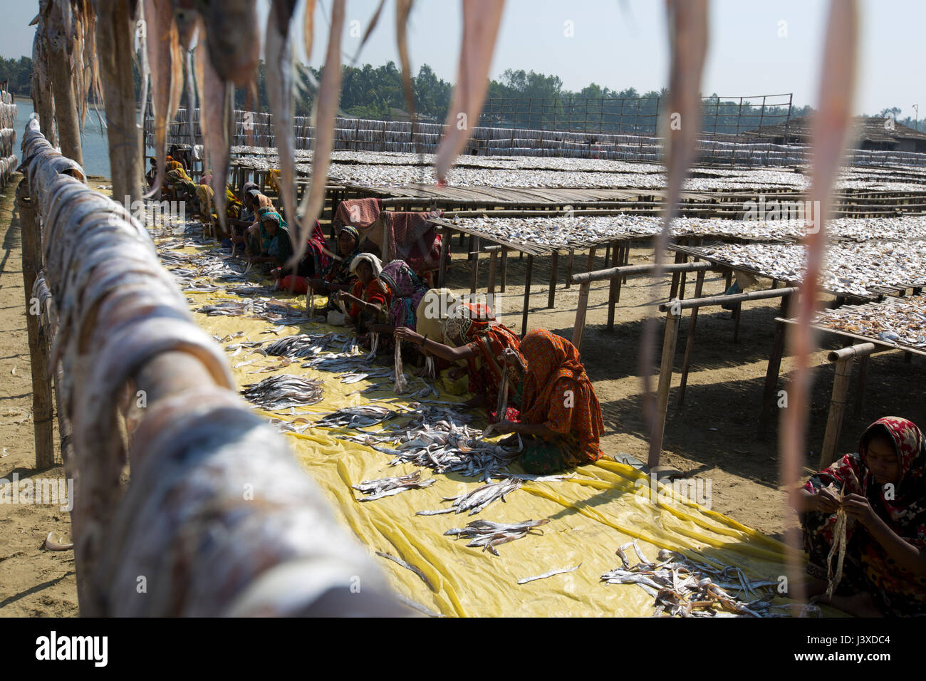Workers processing fish to be dried at Nazirartek Dry Fish Plant in Cox ...