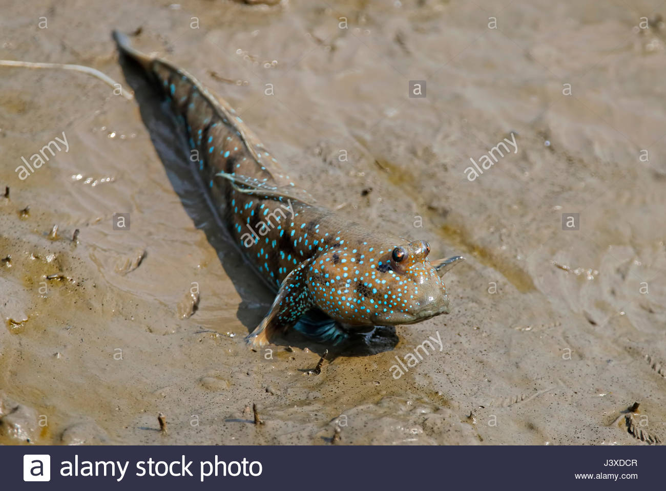 Mudskipper Stock Photos & Mudskipper Stock Images - Alamy
