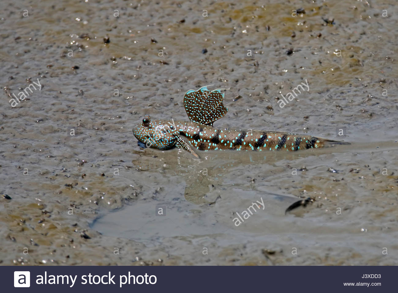 Mudskipper Stock Photos & Mudskipper Stock Images - Alamy