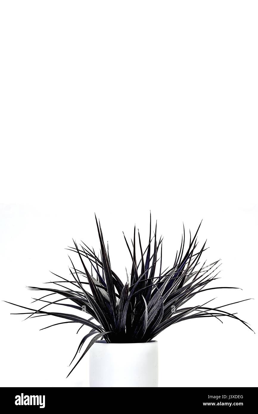 Potted plants table decoration Cut Out Stock Images & Pictures - Alamy