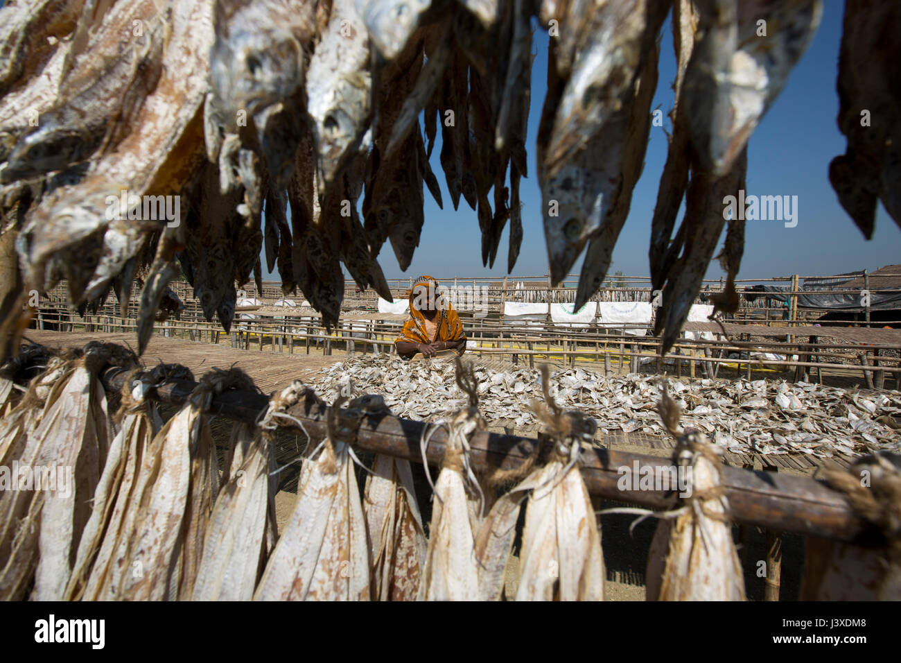 Workers processing fish to be dried at Nazirartek Dry Fish Plant in Cox ...