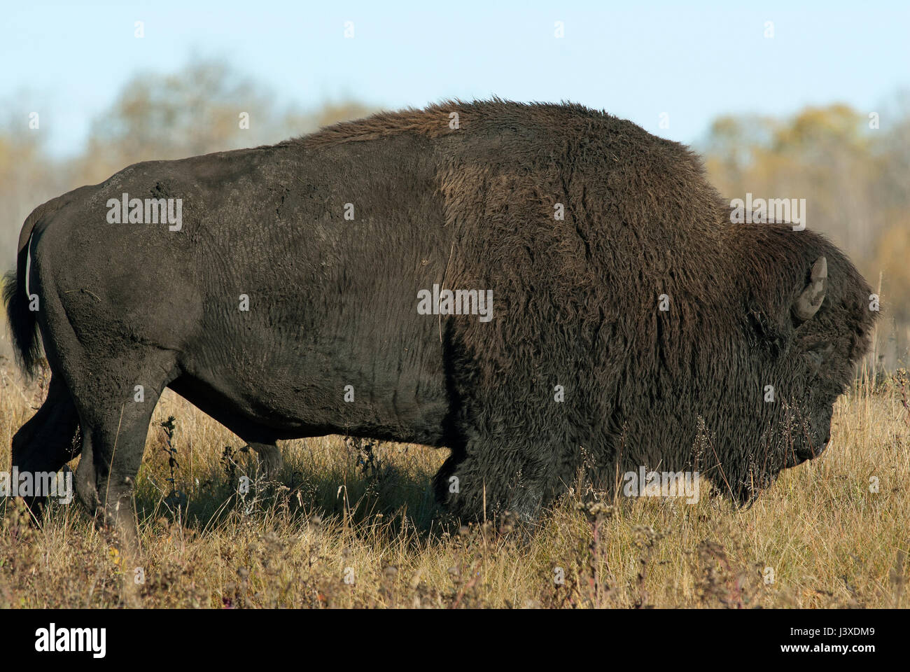 Bull american bison (Bison bison) in the Riding Mountain National Park ...