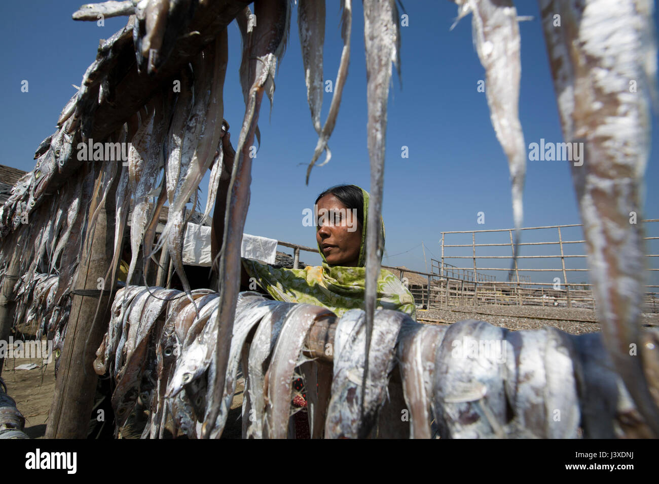 Workers processing fish to be dried at Nazirartek Dry Fish Plant in Cox ...