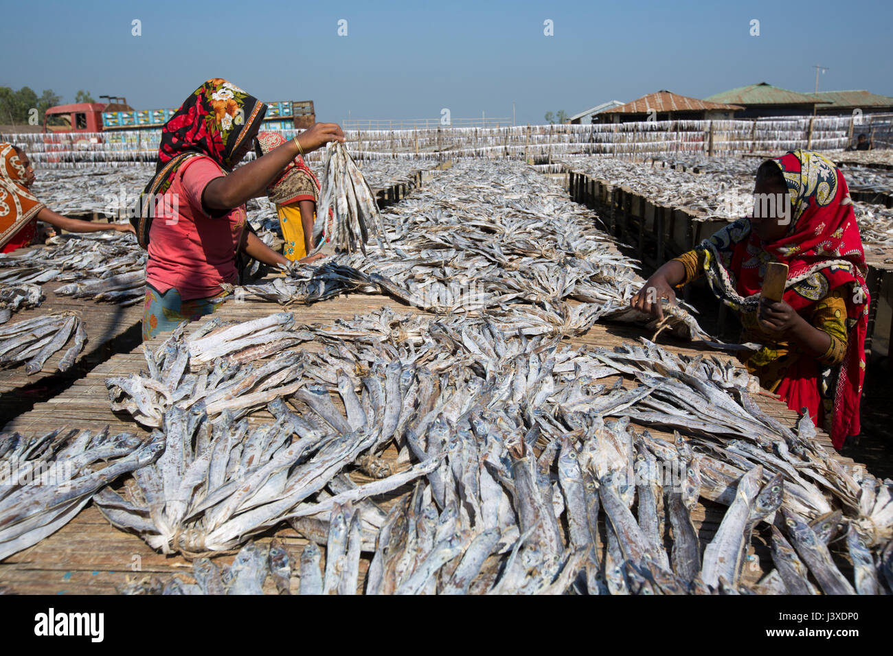 Workers processing fish to be dried at Nazirartek Dry Fish Plant in Cox ...