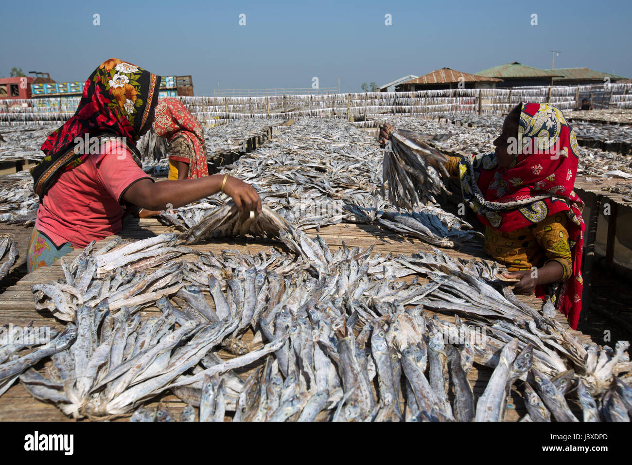 Workers processing fish to be dried at Nazirartek Dry Fish Plant in Cox ...
