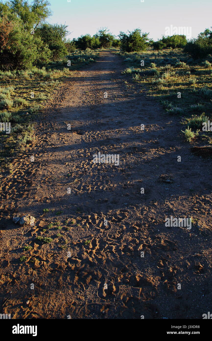 A game trail through the African bush covered in animal tracks Stock ...