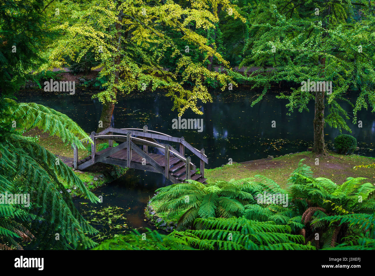 Rain rainforest bridge wood hi-res stock photography and images - Alamy