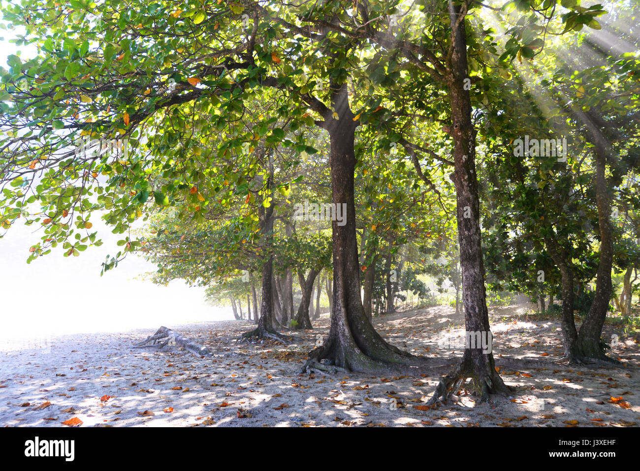 Bonete beach hi-res stock photography and images - Alamy